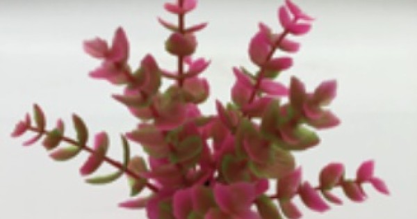 ΔΙΑΚΟΣΜΗΤΙΚΑ ΦΥΤΑ ΕΝΥΔΡΕΙΟΥ ΡΟΖ AQUARISTIC 10CM
