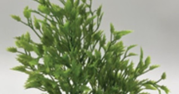 ΔΙΑΚΟΣΜΗΤΙΚΟ ΦΥΤΟ ΕΝΥΔΡΕΙΟΥ AQUARISTIC ΠΡΑΣΙΝΟ 20CM