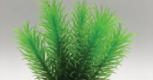 ΔΙΑΚΟΣΜΗΤΙΚΑ ΦΥΤΑ ΕΝΥΔΡΕΙΟΥ ΠΡΑΣΙΝΟ AQUARISTIC 15CM