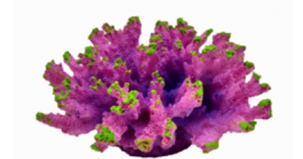 ΔΙΑΚΟΣΜΗΤΙΚΟ ΕΝΥΔΡΕΙΟΥ CORAL ΜΩΒ AQUARISTIC