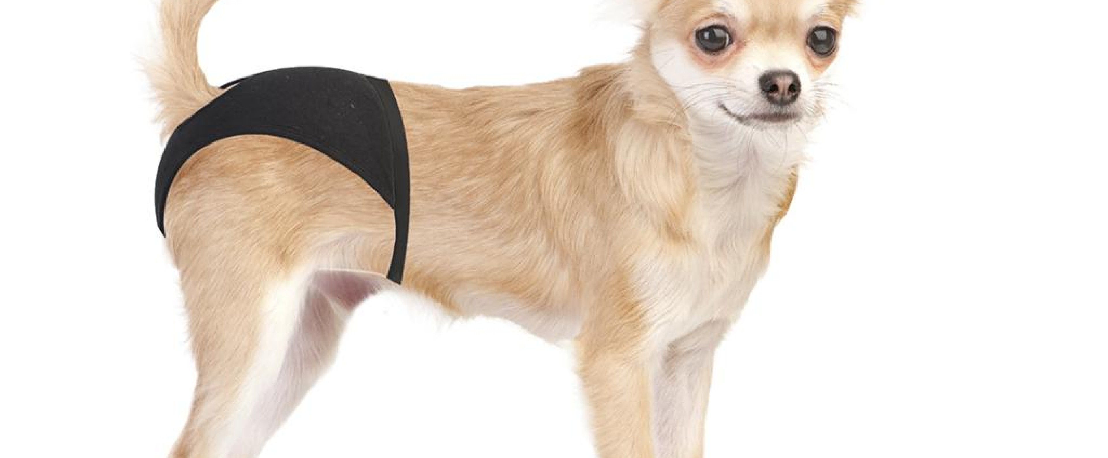 Πάνες Για Σκύλους: Βρακάκια Υγιεινής | Petsupermarket