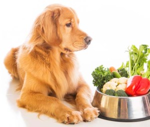Τροφές Σκύλων |Petsupermarket