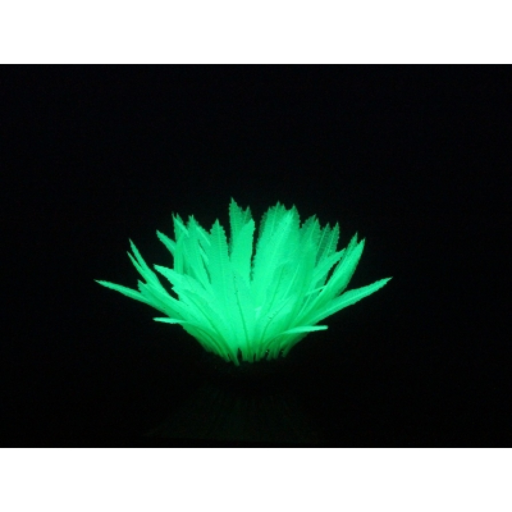 AQUA LUMO GREEN FERM PLANT